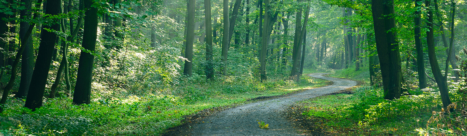 Walk and Talk Therapy - The Best You Therapy